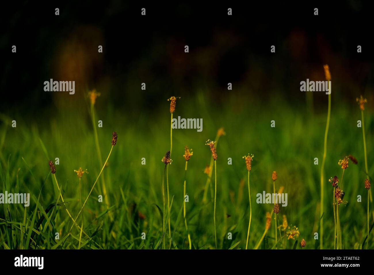 Beautiful plants in the sun. The beauty of nature can be found ...