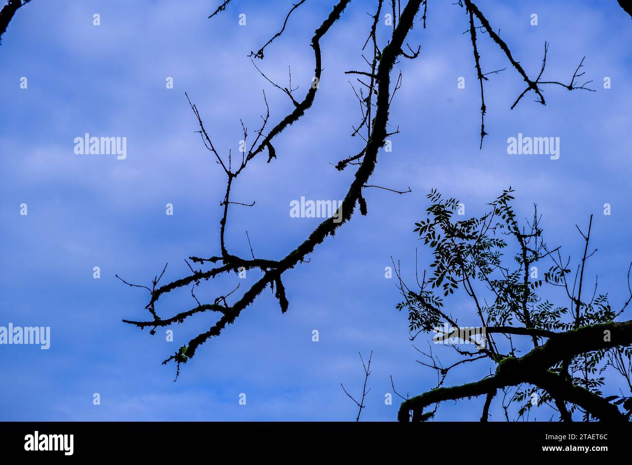 Beautiful plants in the sun. The beauty of nature can be found ...