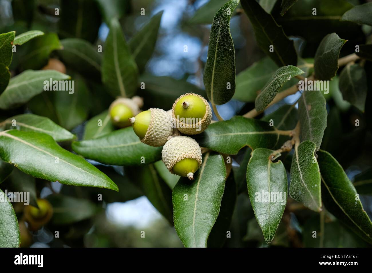 Beautiful plants in the sun. The beauty of nature can be found ...