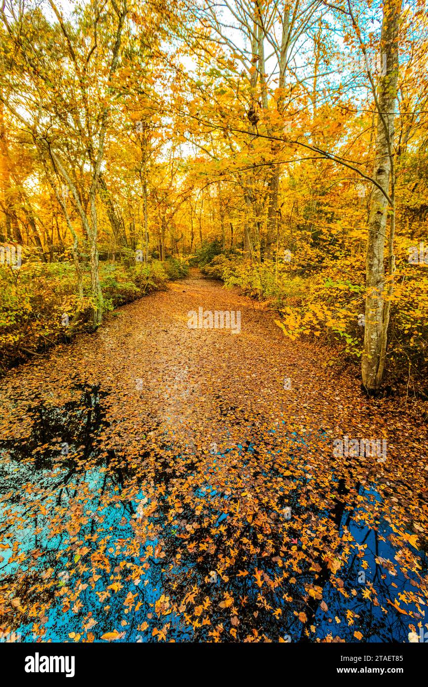 View of a beautiful nature Fall scenery Stock Photo - Alamy