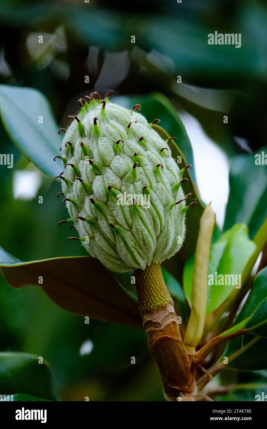 Beautiful plants in the sun. The beauty of nature can be found ...