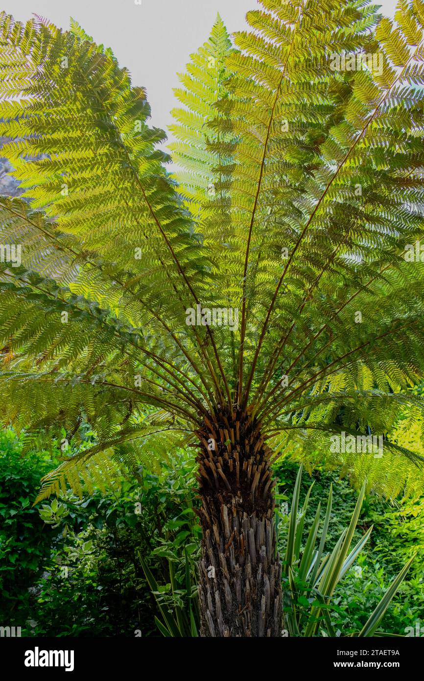 Beautiful plants in the sun. The beauty of nature can be found ...