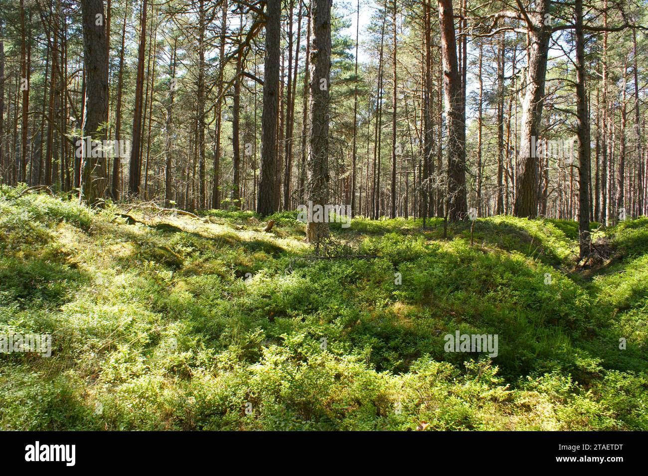 Dunes baltic pine trees hi-res stock photography and images - Alamy