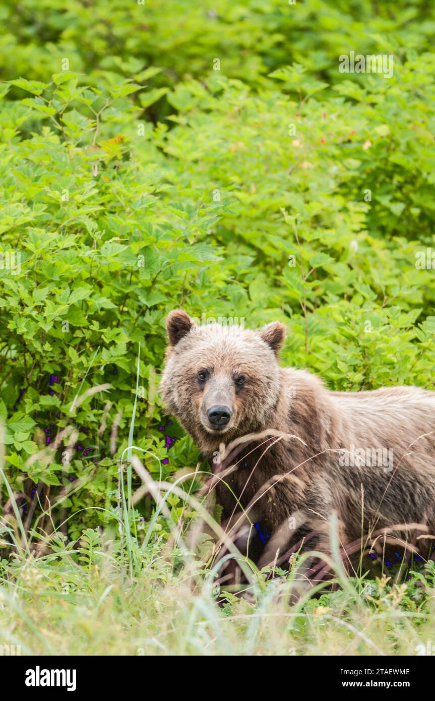 Brown bear looks directly at camera with bushes behind Stock Photo - Alamy