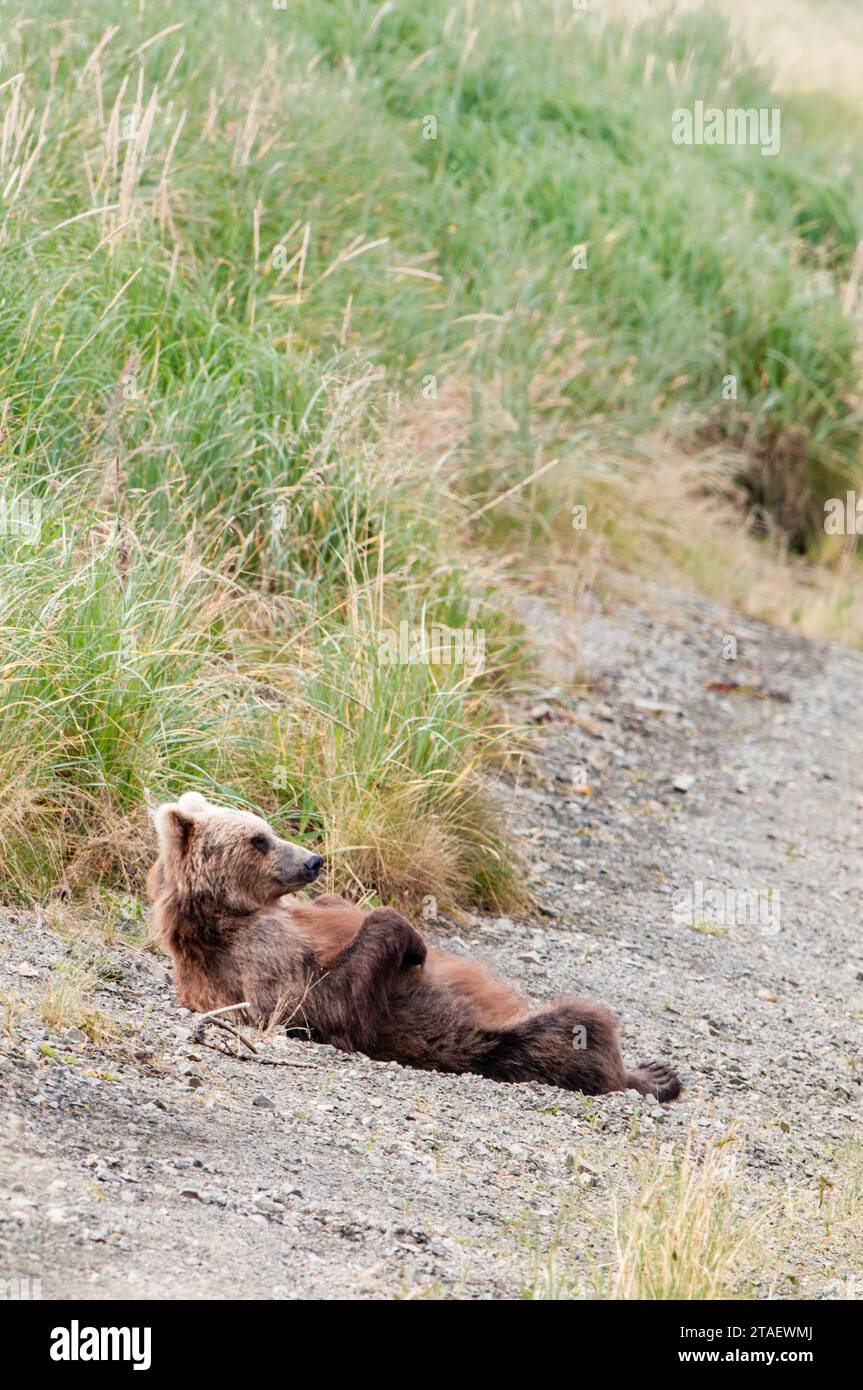 Bear lying back hi-res stock photography and images - Alamy