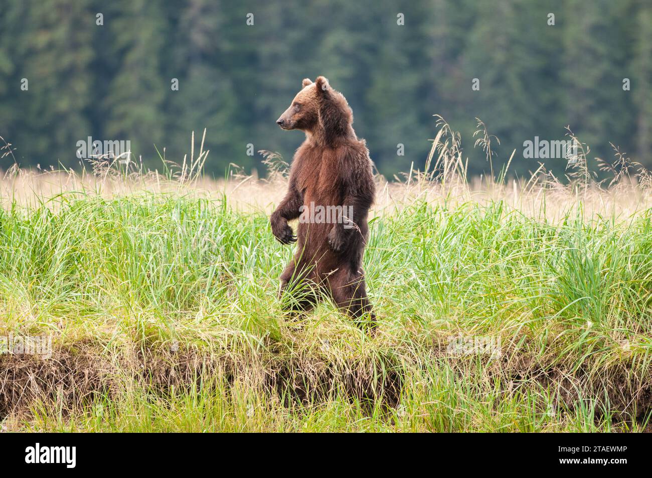 Bear standing on two legs hi-res stock photography and images - Alamy