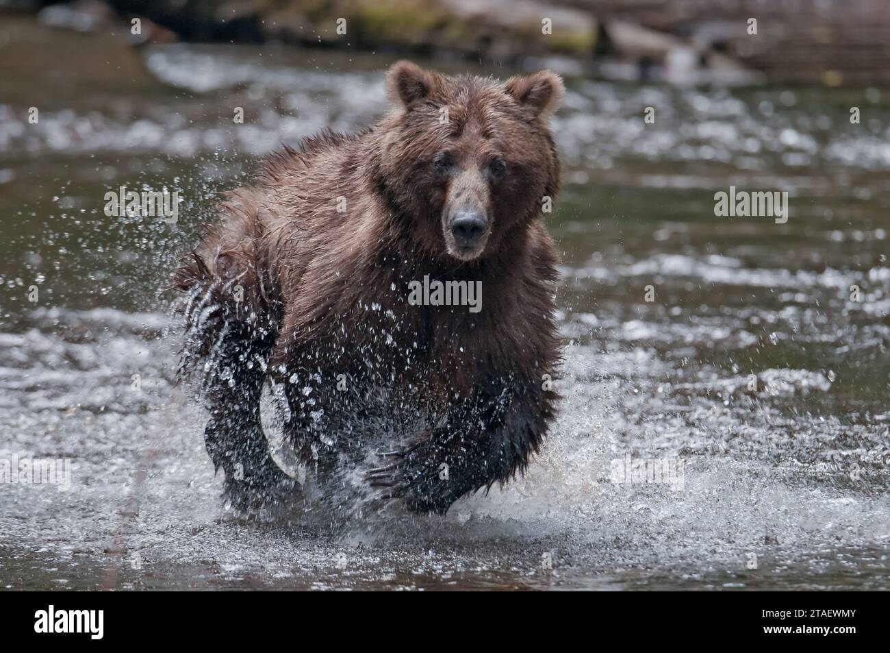 Brown bear charging in river bank towards a pool of salmon Stock Photo ...