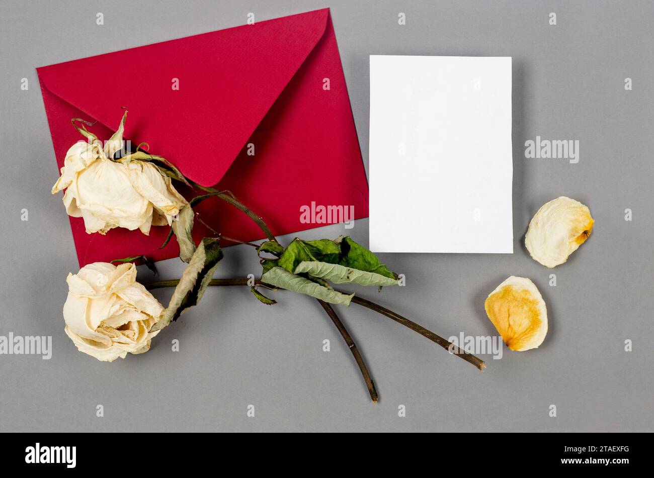Two dried white roses with empty white blank. The concept of mourning ...