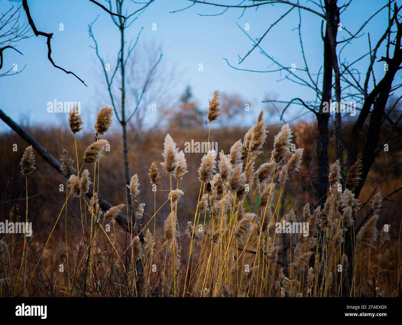 A scenic landscape featuring tall, dry plants standing in front of a ...