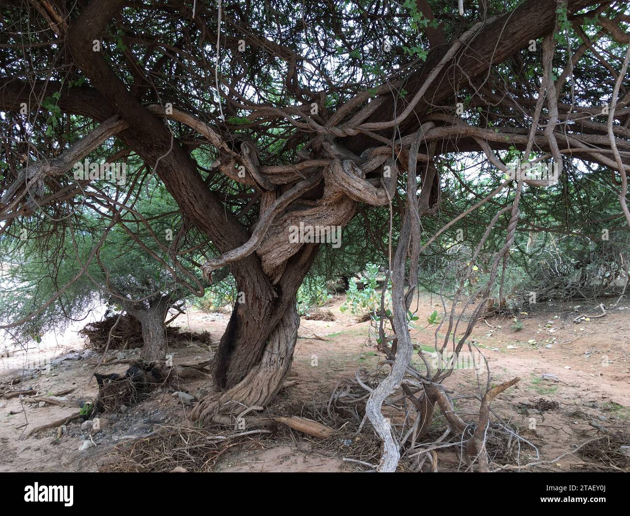 A Large Tree With A Twisted And Tangled Trunk Stands Proudly In A