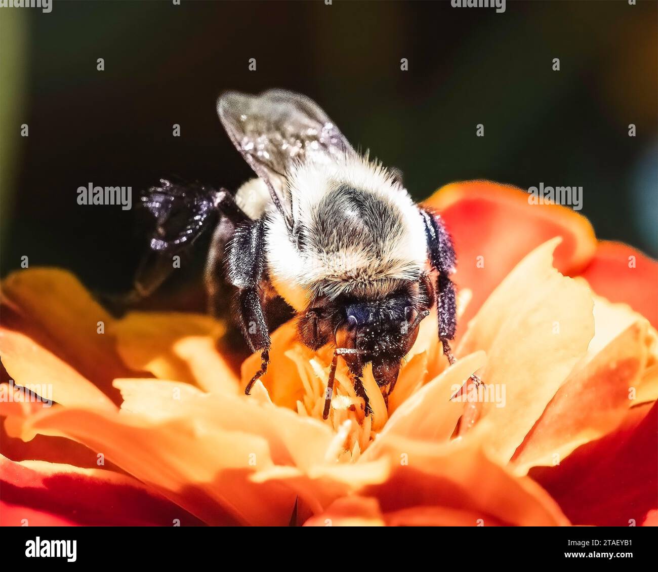 An autumn Queen Bombus impatiens Bumble Bee (Common Eastern Bumble Bee ...