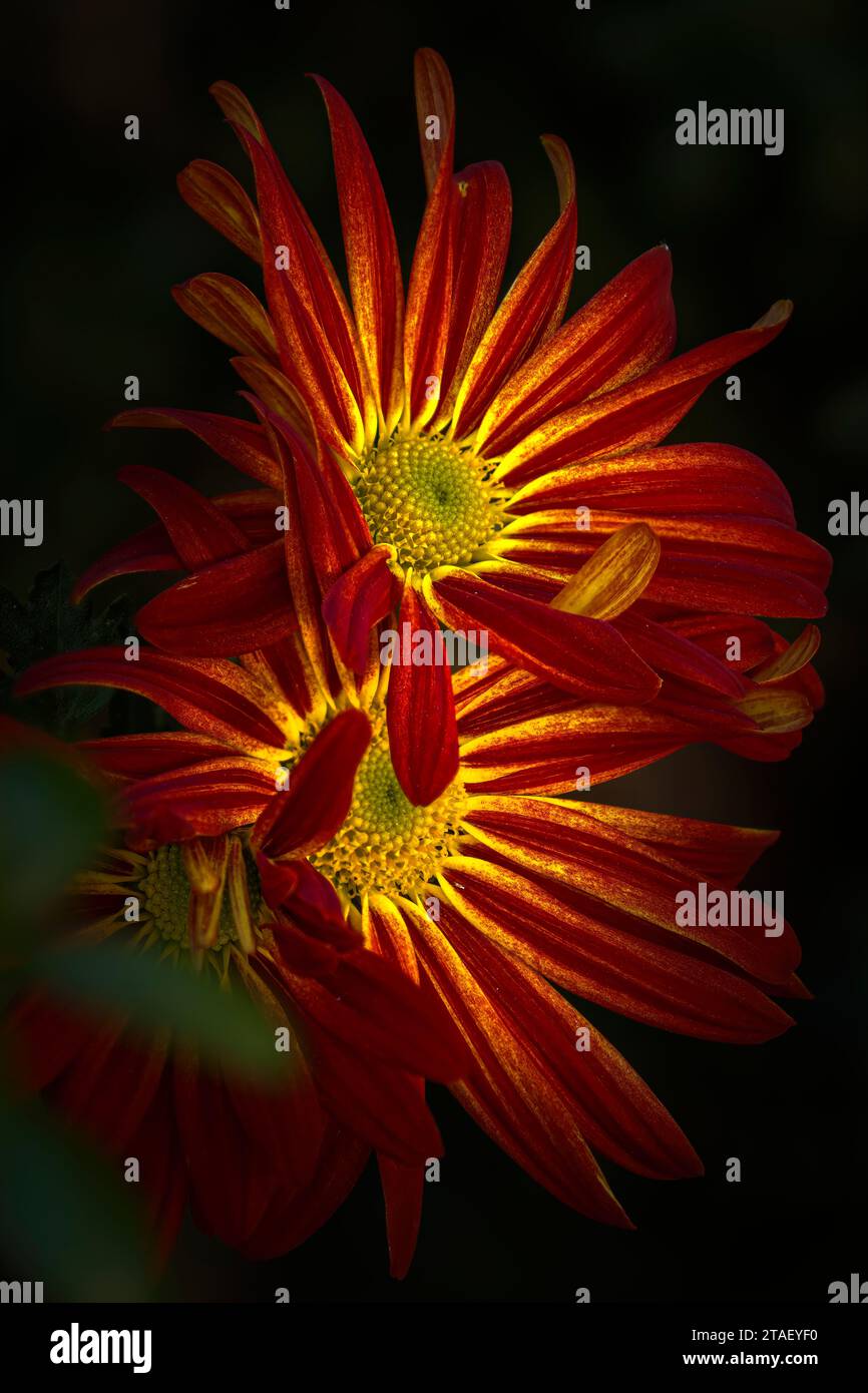 Pelee mums hi-res stock photography and images - Alamy