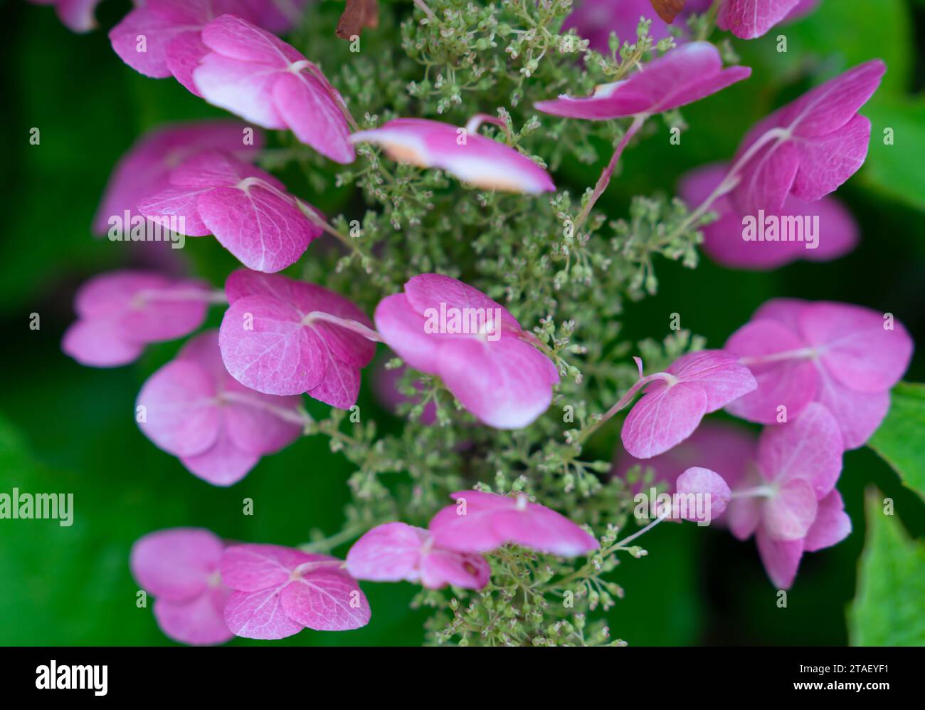 View of pink colored oakleaf hydrangea Stock Photo - Alamy