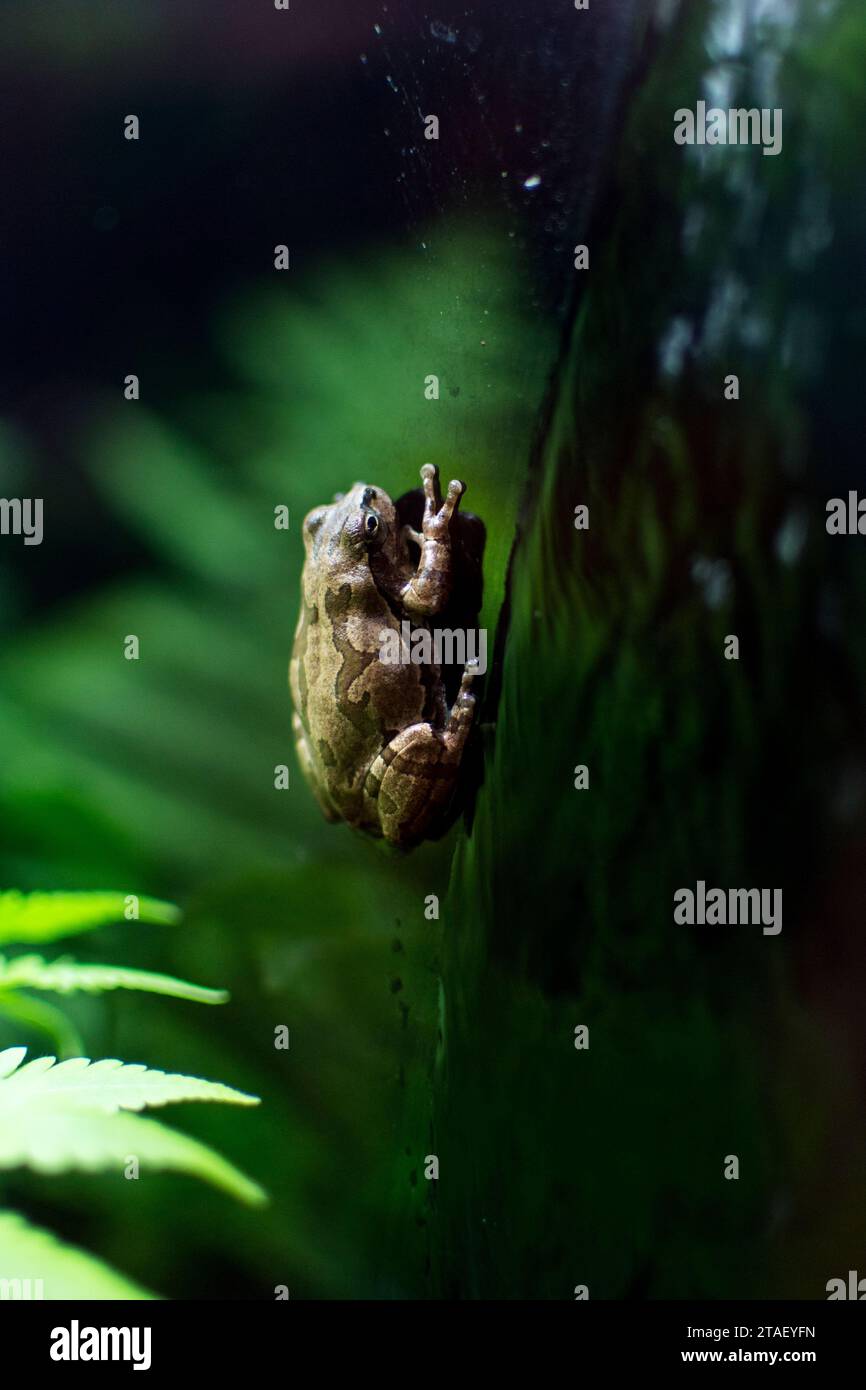 A frog in the wild Stock Photo - Alamy
