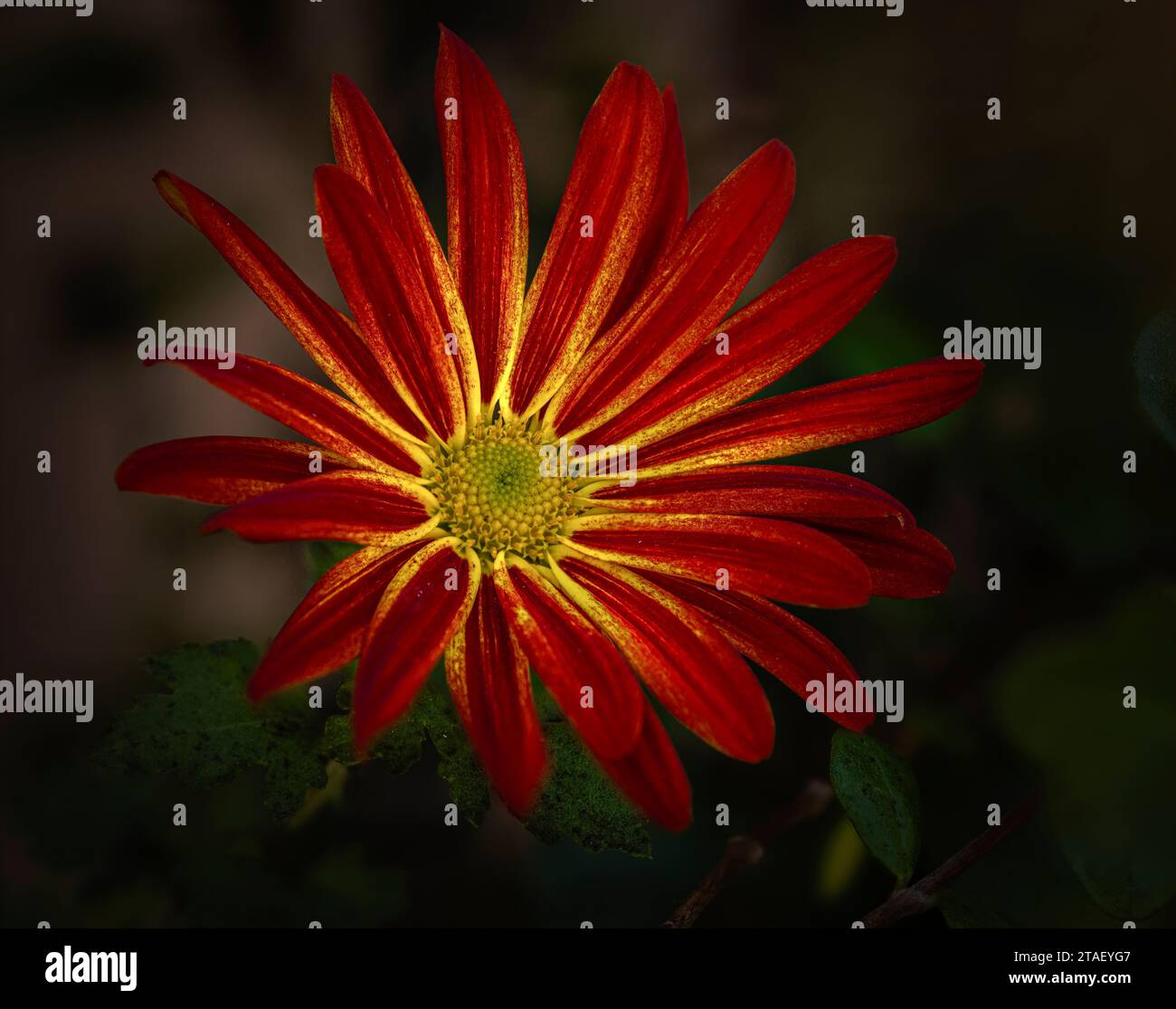 Pelee mums hi-res stock photography and images - Alamy