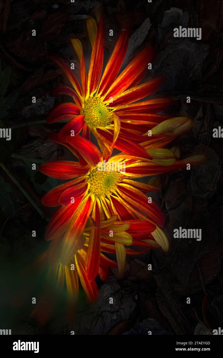 Pelee mums hi-res stock photography and images - Alamy