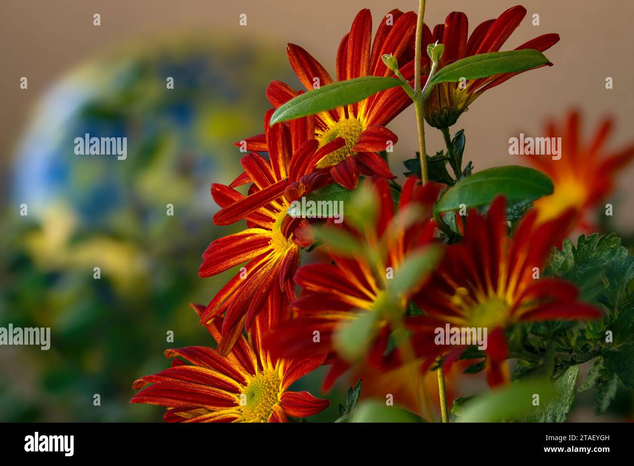 Pelee mums hi-res stock photography and images - Alamy