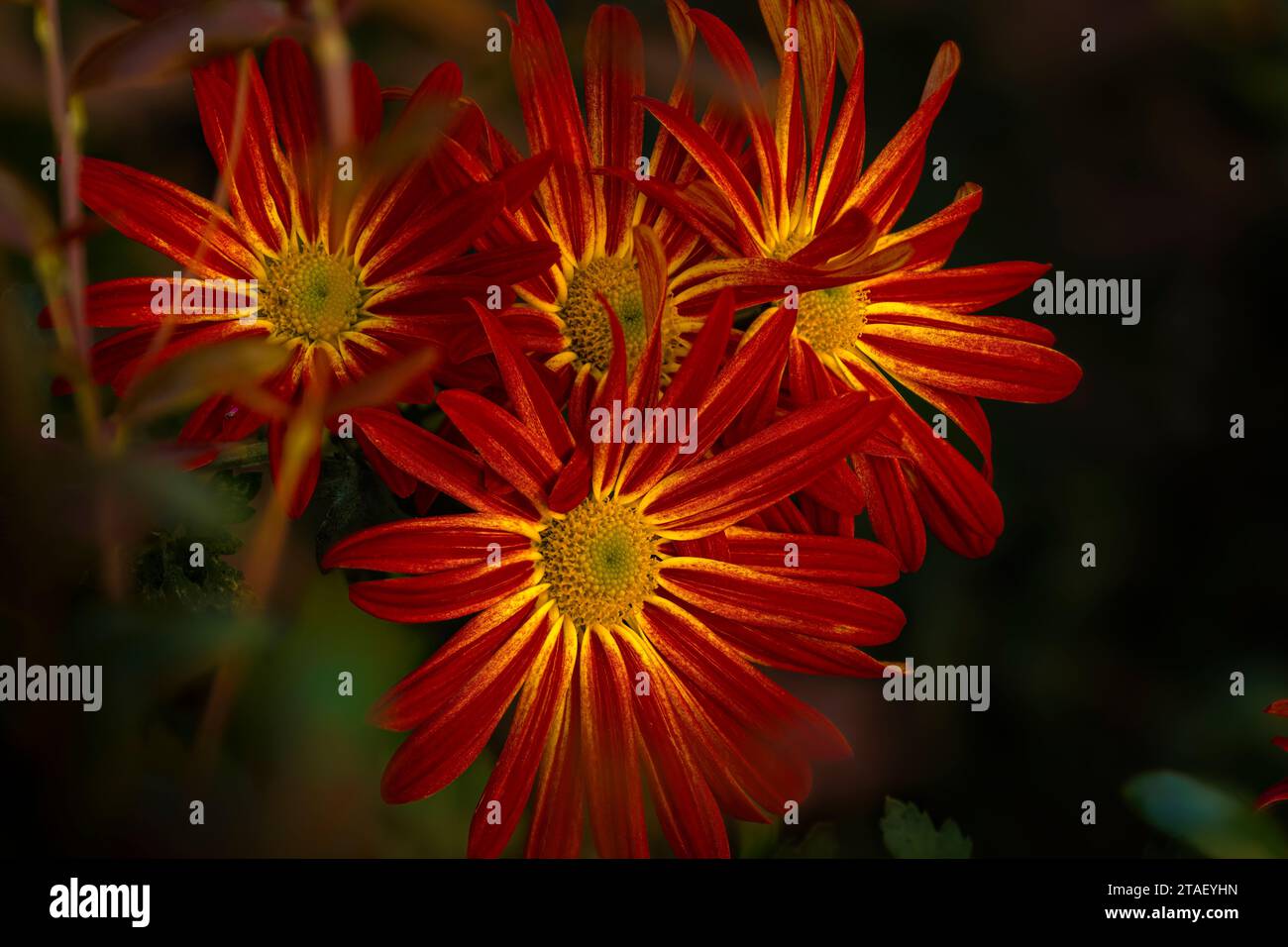 Pelee mums hi-res stock photography and images - Alamy