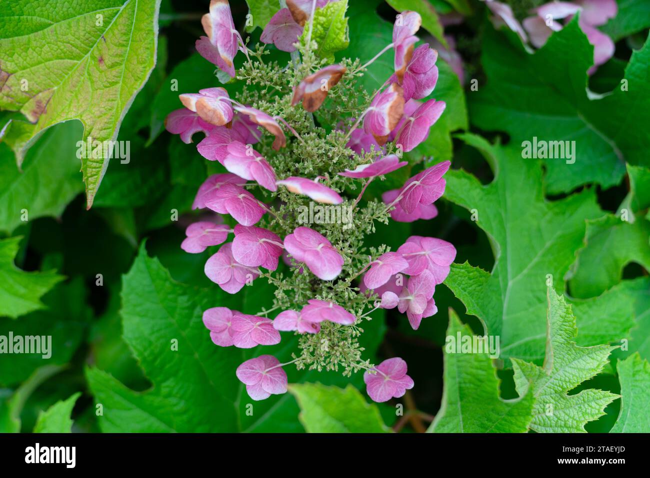 View of pink colored oakleaf hydrangea Stock Photo - Alamy