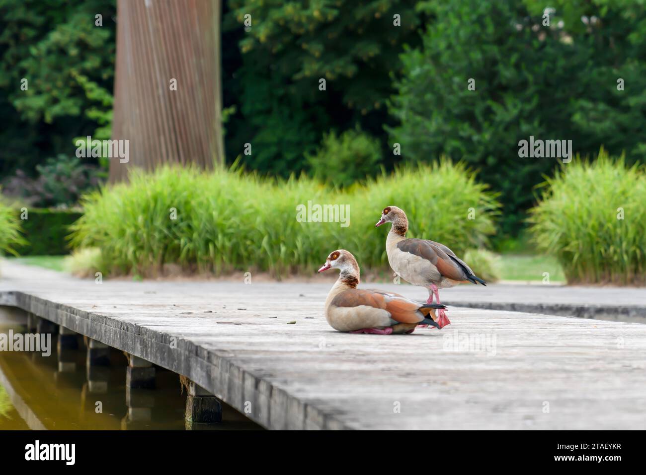 Couple Egyptian geese. The Egyptian goose is an African member of the ...
