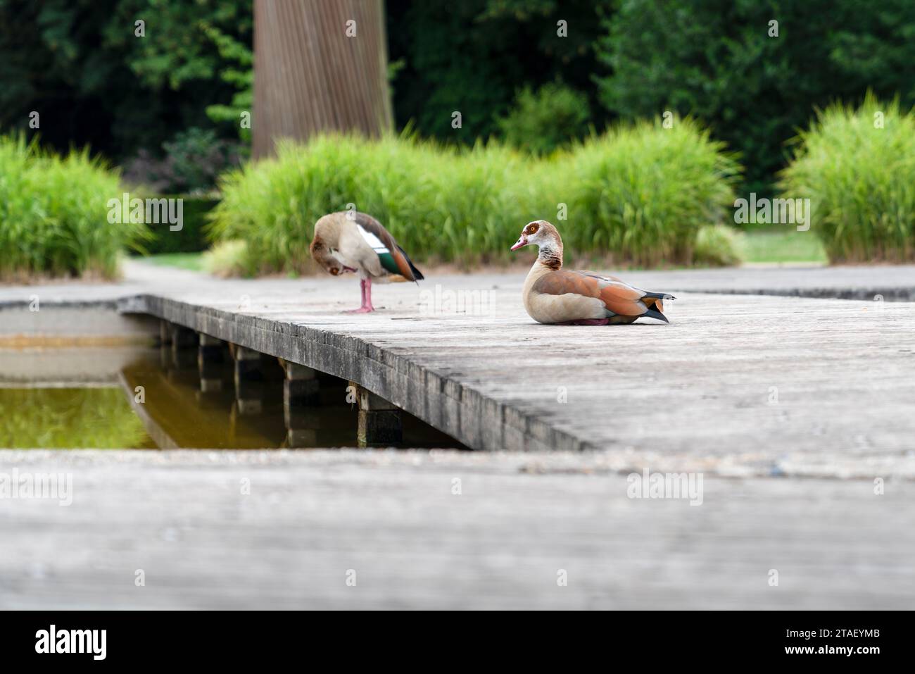 Couple Egyptian geese. The Egyptian goose is an African member of the ...