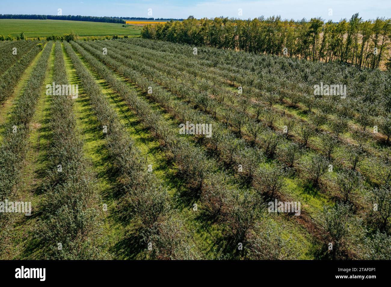 Orchard, aerial view. Rows of fruit trees Stock Photo - Alamy