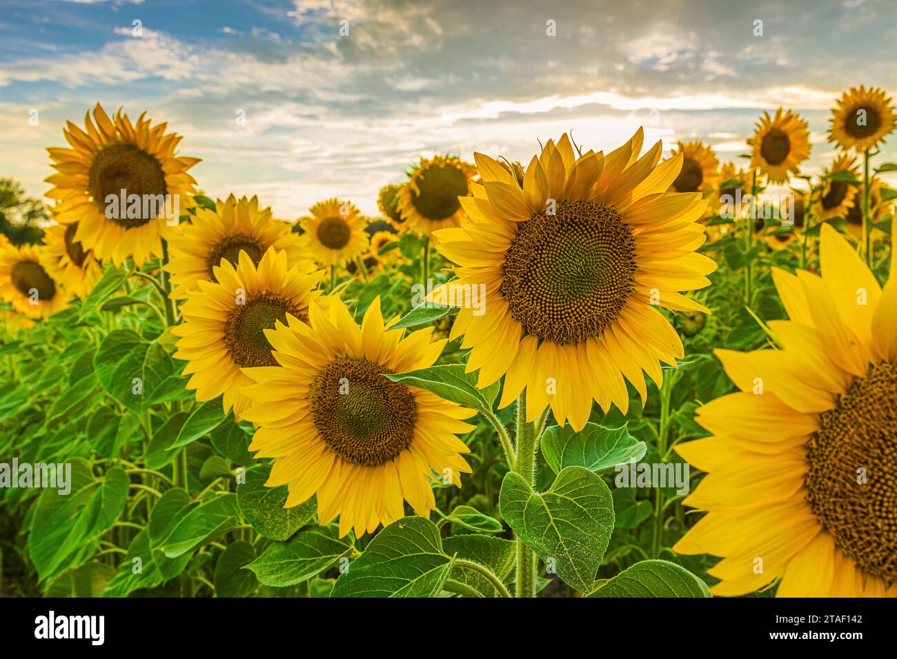 Golden crops in tranquil field hi-res stock photography and images - Alamy