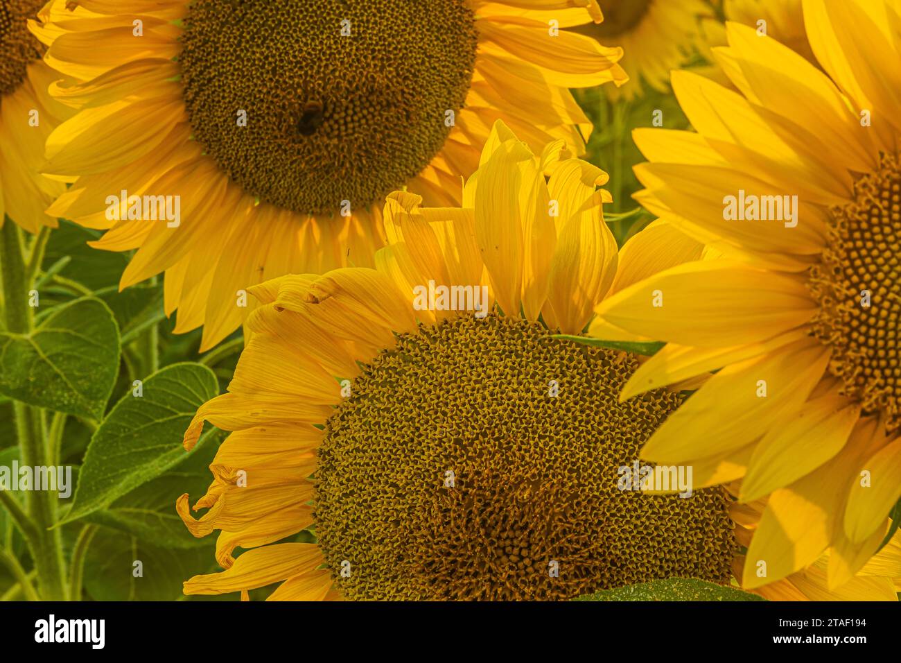 Parts of several sunflowers. Detailed shot of flowers in the foreground ...