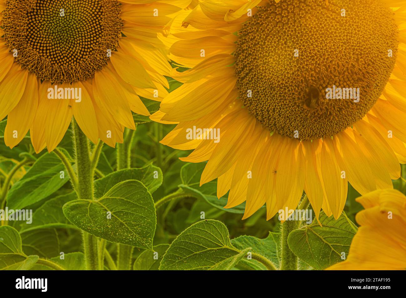 Parts of white sunflowers. Detailed shot of flowers in the foreground ...