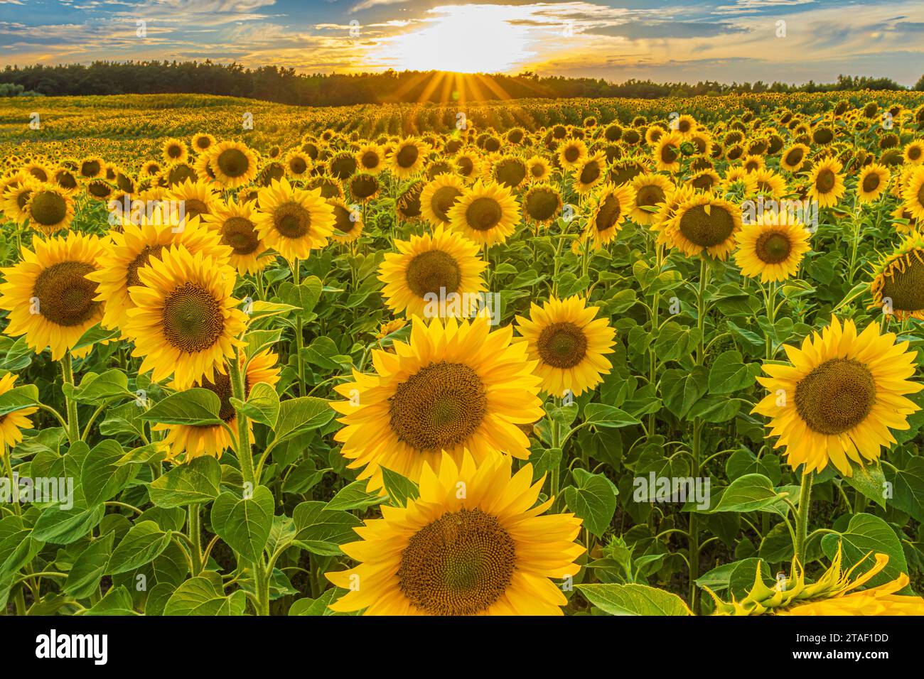 Landscape with sunflowers in summer in sunshine. Field with crops at ...