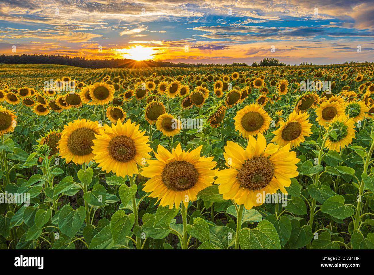 Sunbeam sunflower hi-res stock photography and images - Alamy