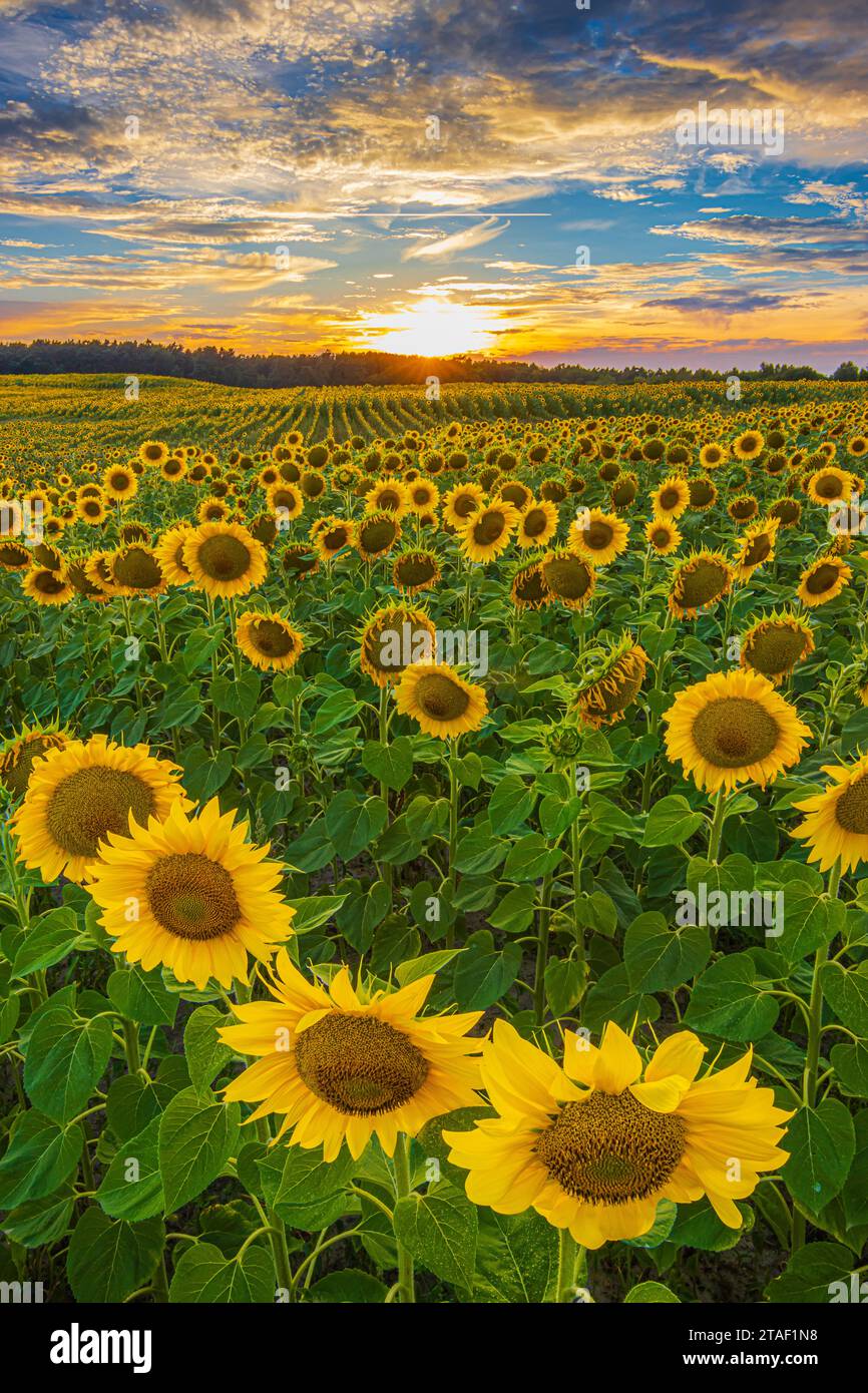 Field with lots of sunflowers in the evening. Rows of crops at ...