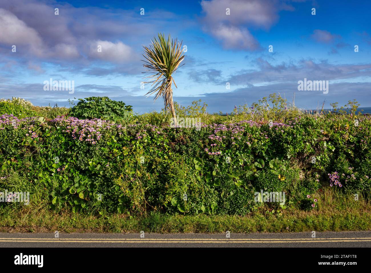 Cornish hedge in Praa Sands, Cornwall Stock Photo - Alamy