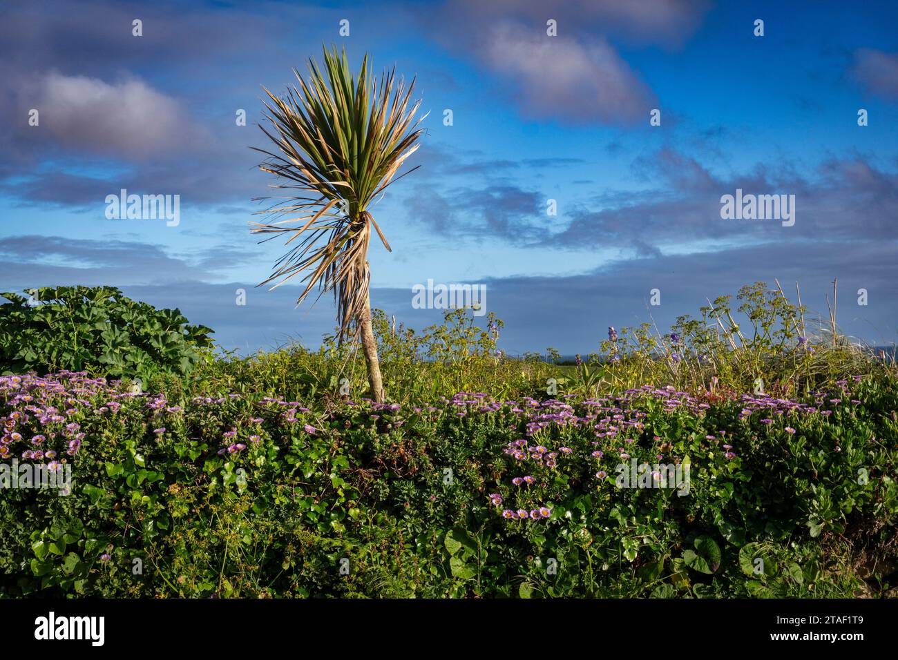 Cornish hedge in Praa Sands, Cornwall Stock Photo - Alamy
