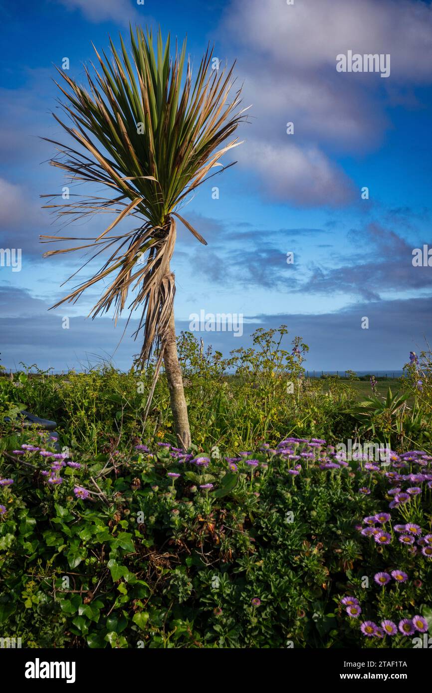 Cornish hedge in Praa Sands, Cornwall Stock Photo - Alamy