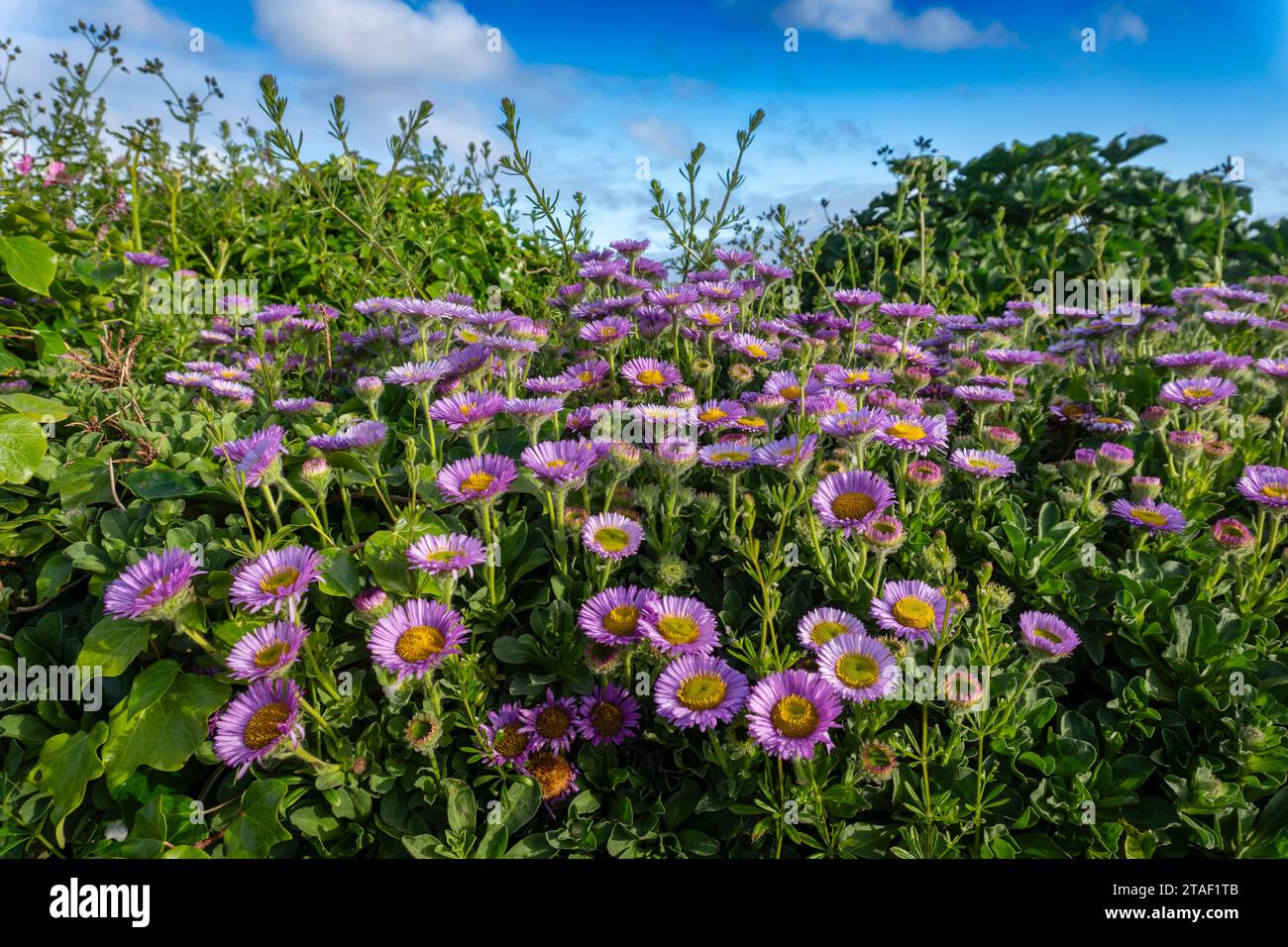 Cornish hedge in Praa Sands, Cornwall Stock Photo - Alamy