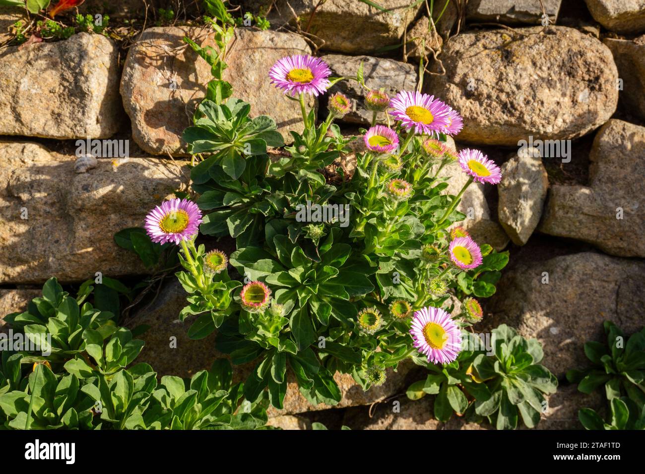 Cornish hedge in Praa Sands, Cornwall Stock Photo - Alamy