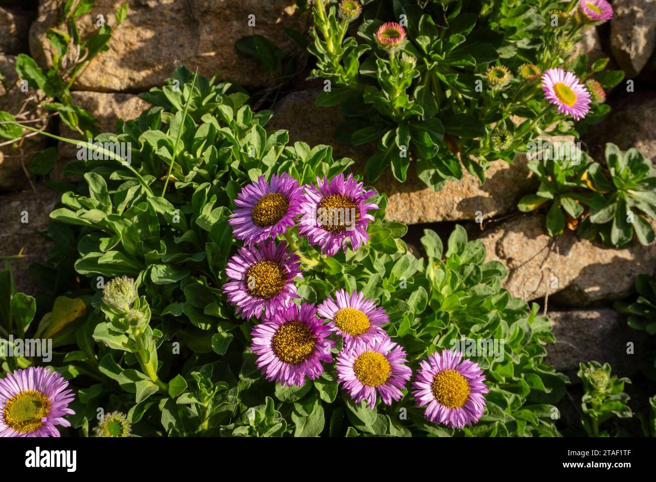 Cornish hedge in Praa Sands, Cornwall Stock Photo - Alamy