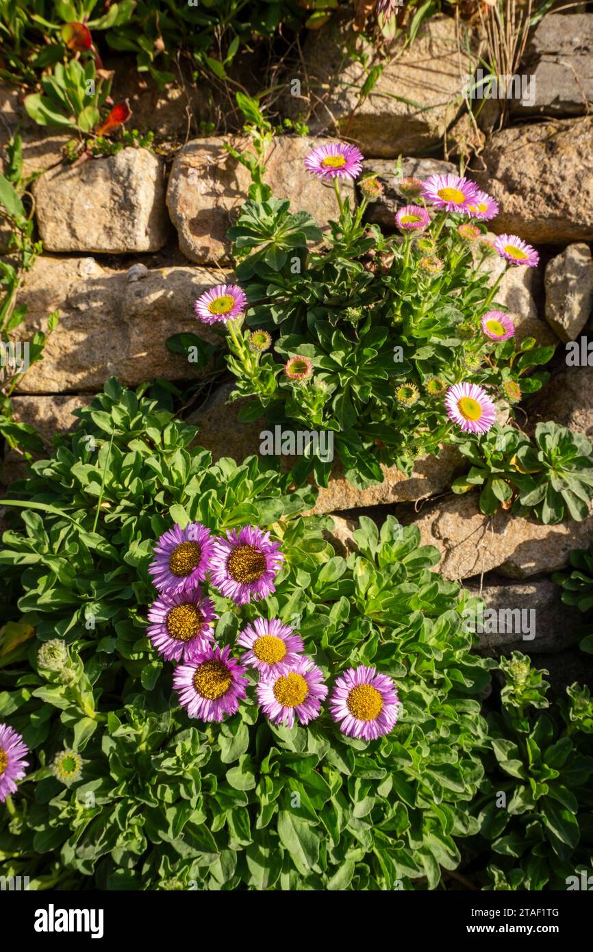 Cornish hedge in Praa Sands, Cornwall Stock Photo - Alamy