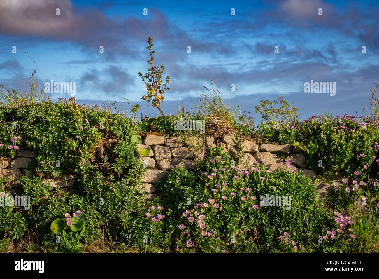 Cornish hedge in Praa Sands, Cornwall Stock Photo - Alamy