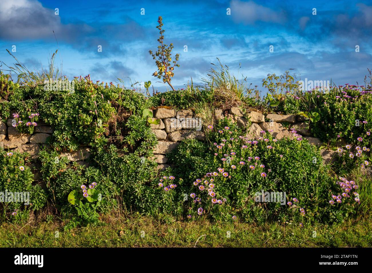 Cornish hedge in Praa Sands, Cornwall Stock Photo - Alamy
