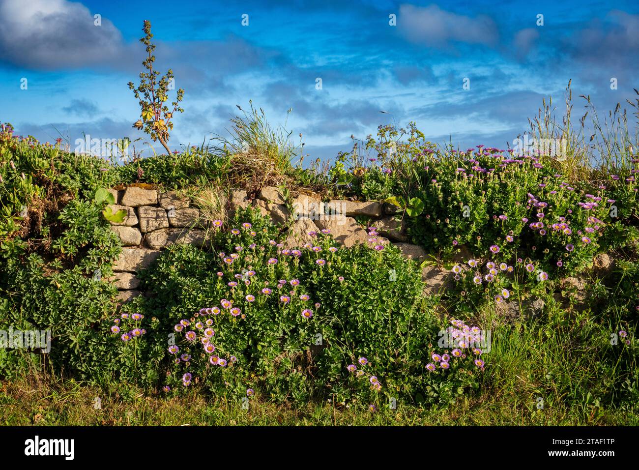 Cornish hedge in Praa Sands, Cornwall Stock Photo - Alamy