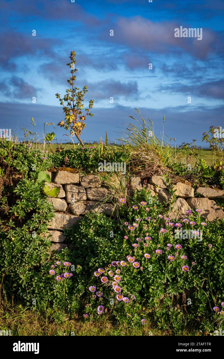 Cornish hedge in Praa Sands, Cornwall Stock Photo - Alamy