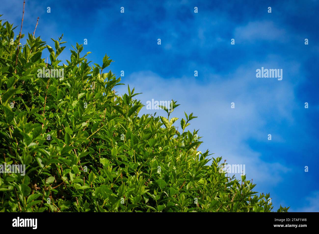 Lush green hedge against a blue sky in Praa Sands, Cornwall Stock Photo ...