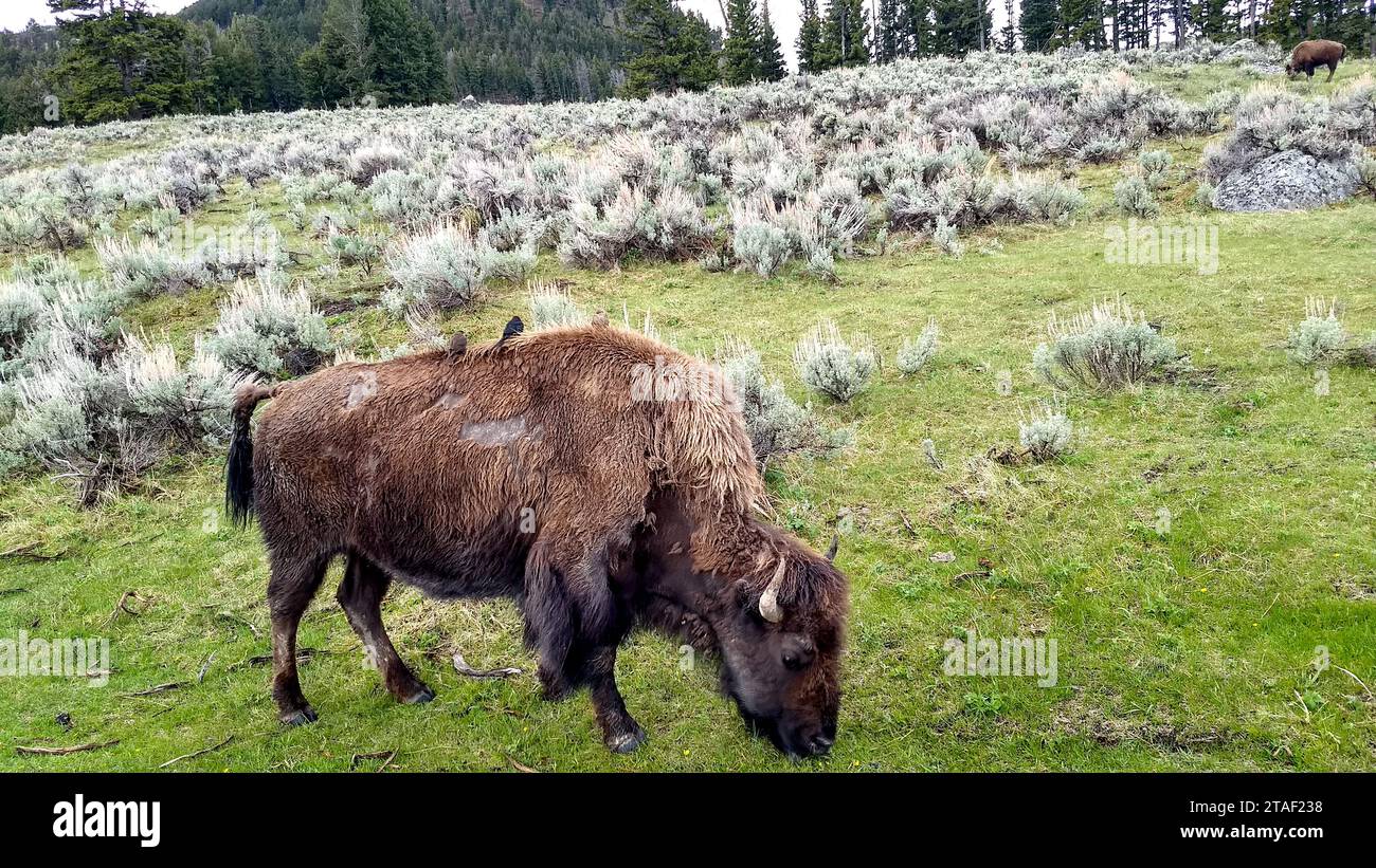 A buffalo with three birds hitching a ride Stock Photo - Alamy