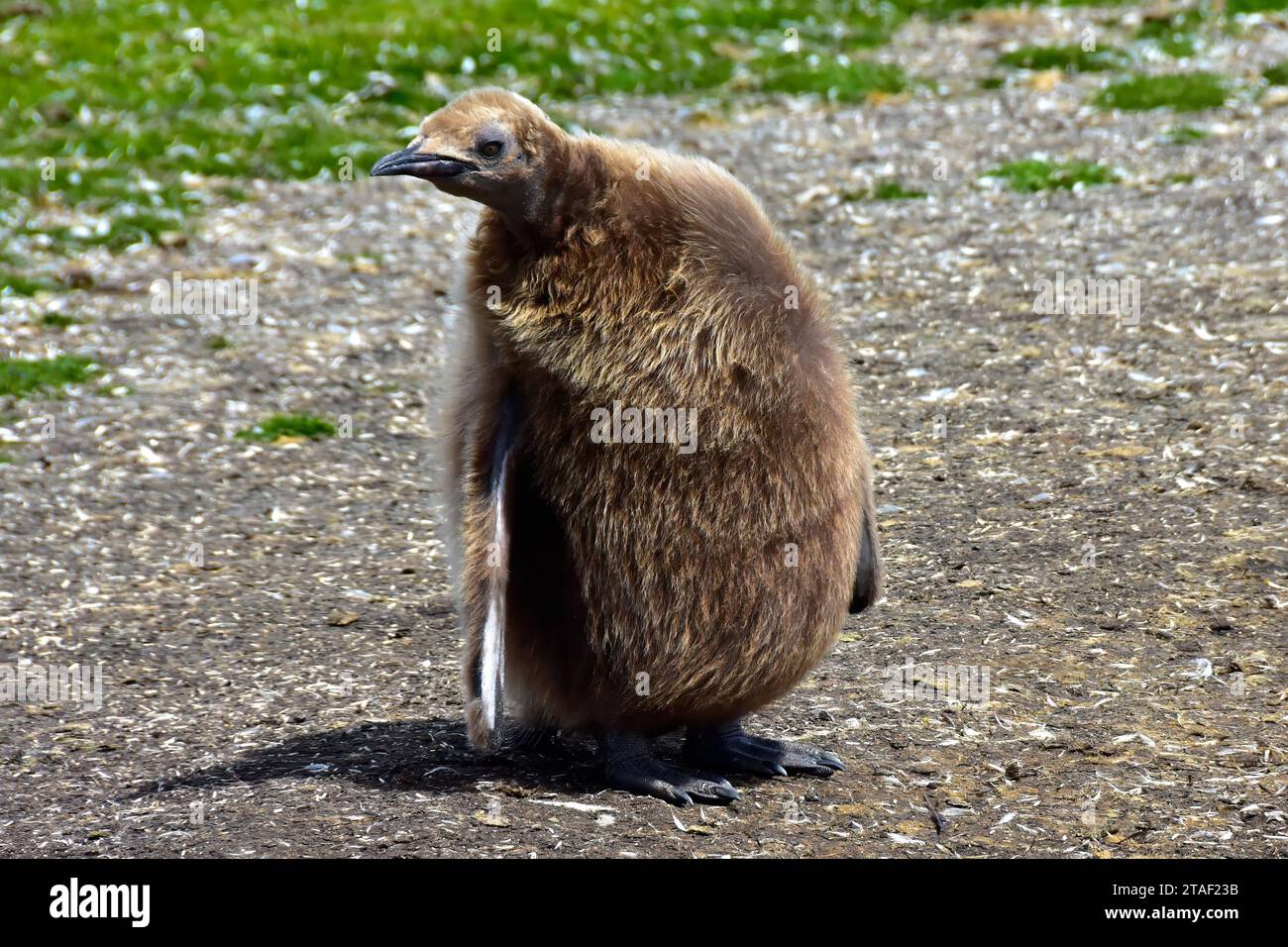 A king penguin chick standing alone Stock Photo - Alamy
