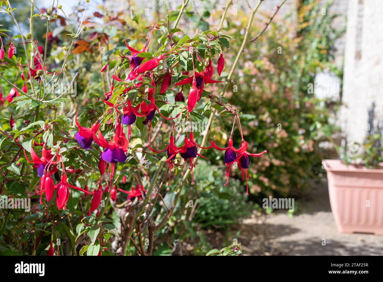 Purple fuchsias hi-res stock photography and images - Alamy