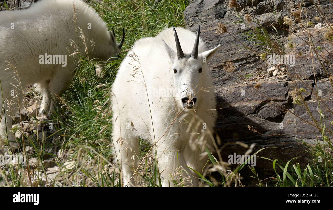 Two mountain goats in Spear Fish Canyon, South Dakota Stock Photo - Alamy