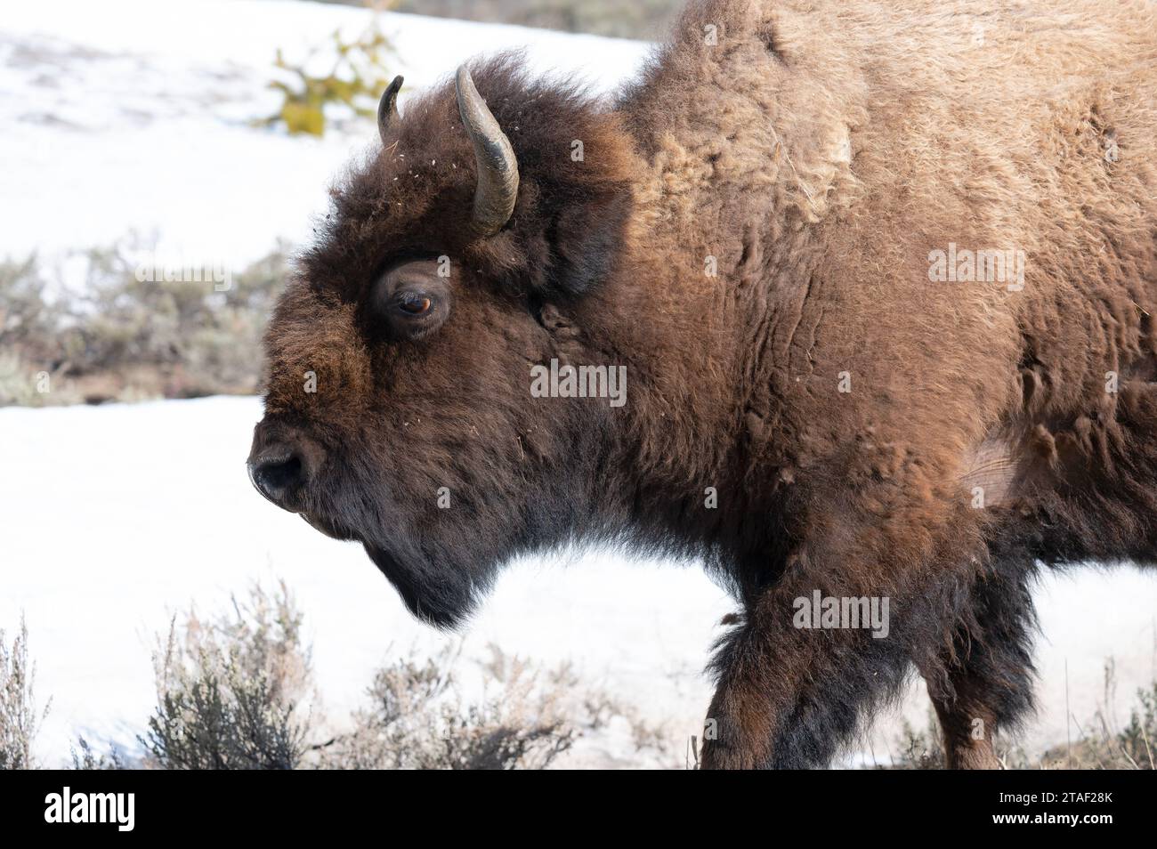 Buffalo profile hi-res stock photography and images - Alamy