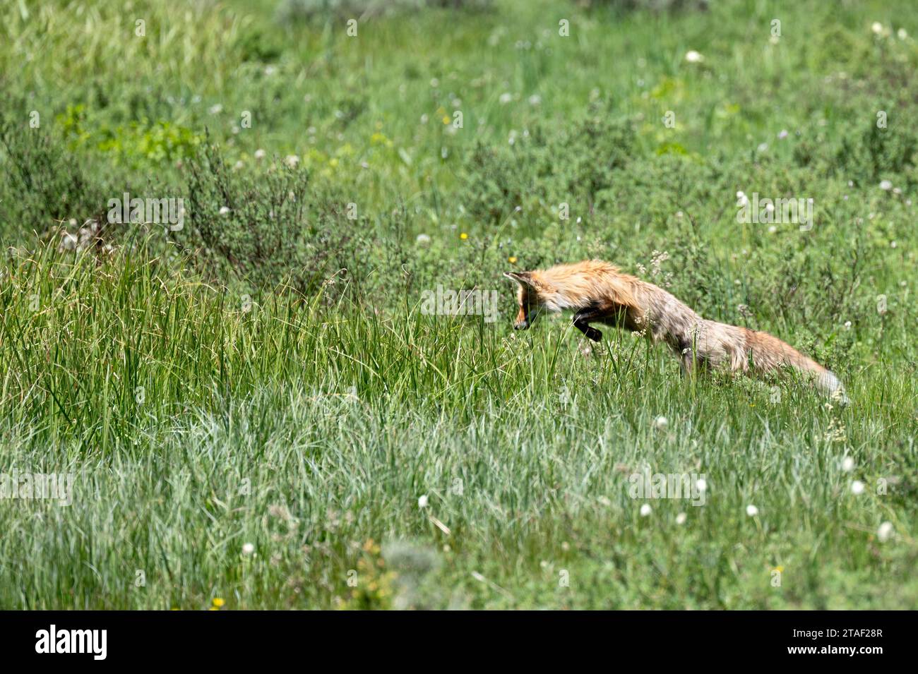 Leaping fox hi-res stock photography and images - Alamy